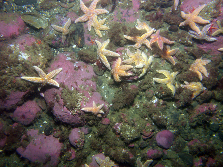 Habitat & Ecosystem Subcommittee - RWSC