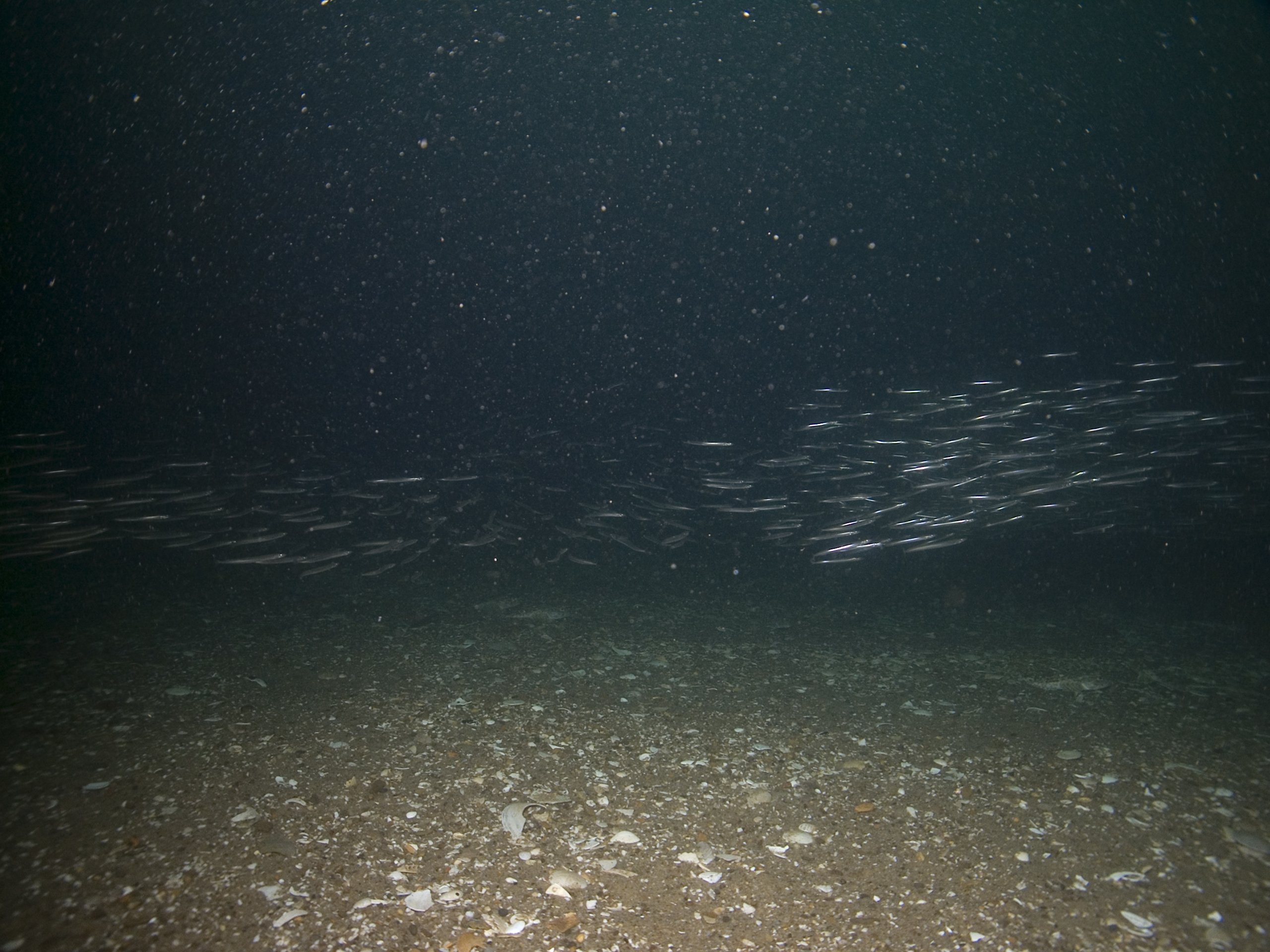 Atlantic Offshore Research - New Projects Webinar Part II - RWSC
